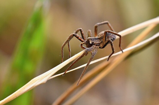 Venomous Spiders in Ontario: Should You Be Concerned? - Wise Pest Solutions